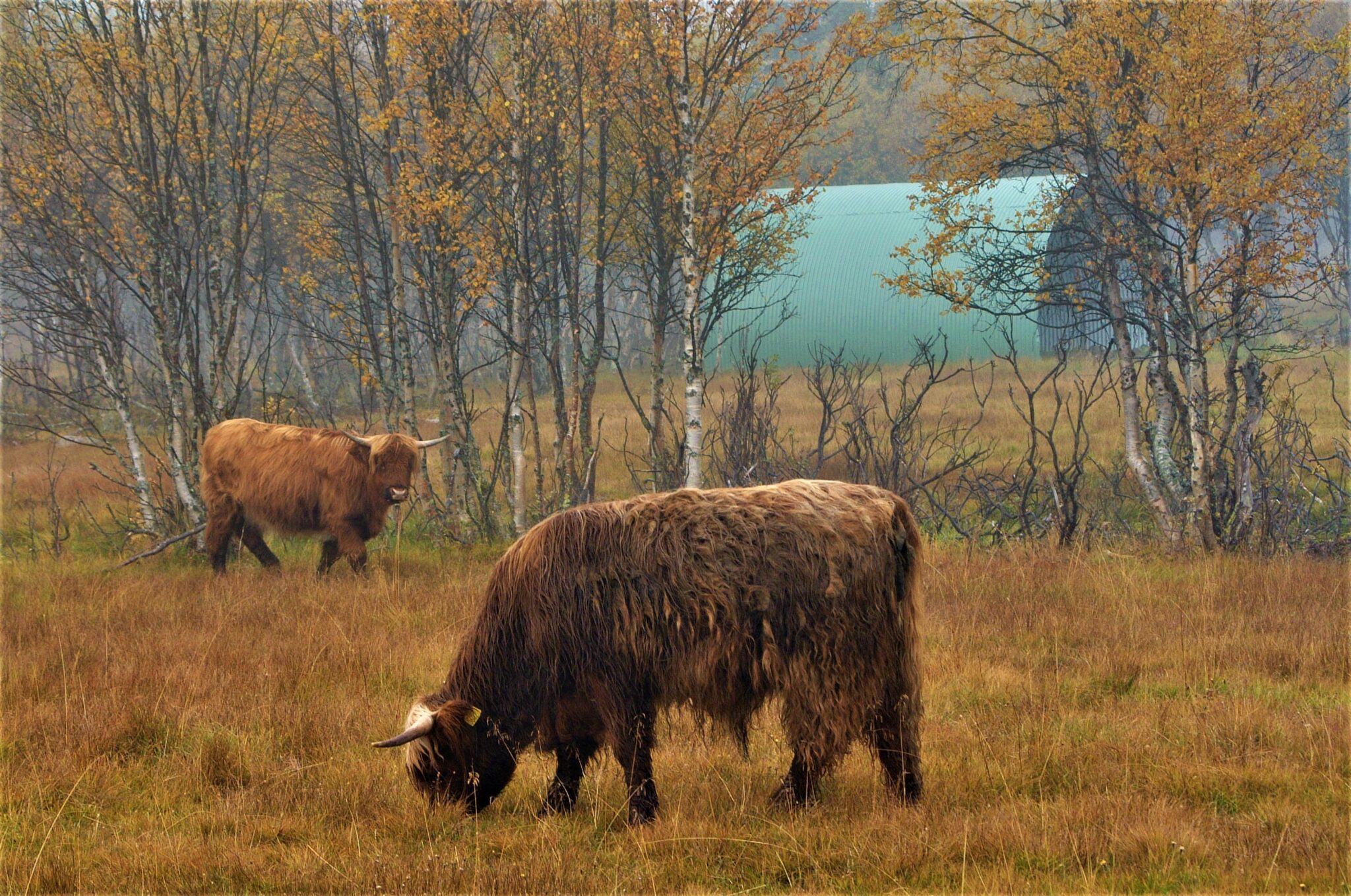 Klimatkamp pågår. Upprustning likaså. | iniskogen